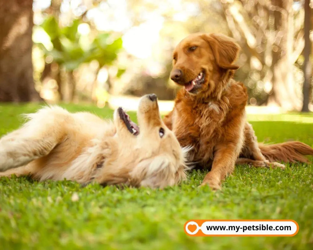 The Secret to Dog Lifespans: Genetic Inheritance and Size │ Chapter 2 ...