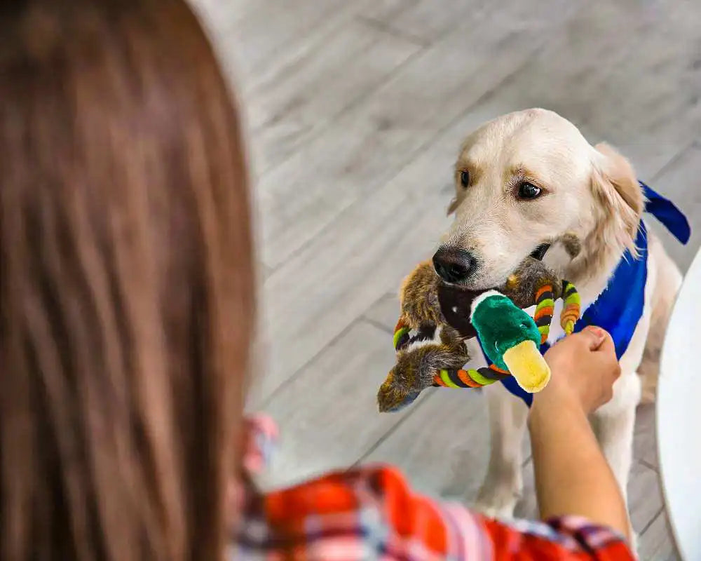 Why Dogs Bring Toys to Their Owners – My-Petsible