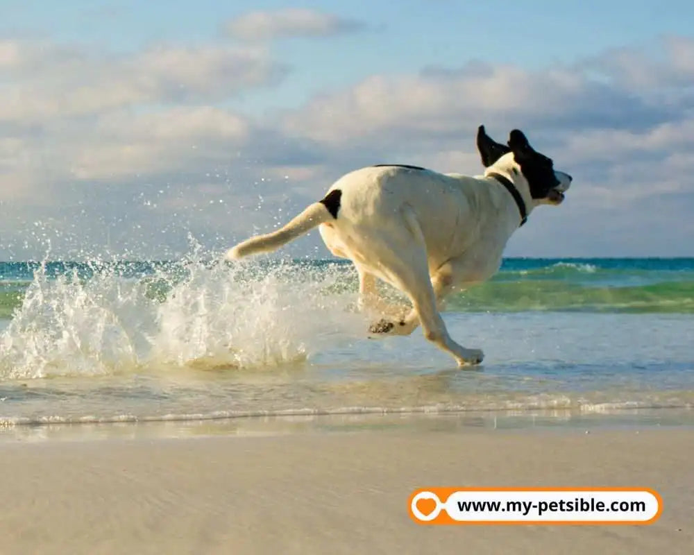 Managing Hyperactivity in Dogs: Causes, Symptoms, and Solutions – My ...