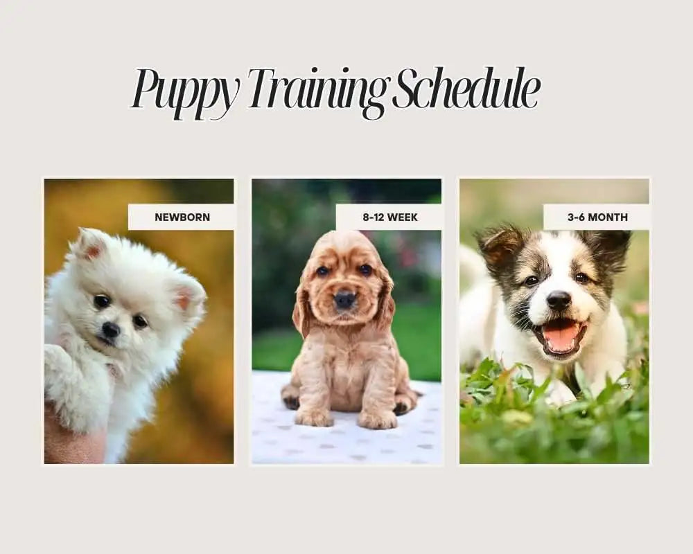 Complete Dog and Puppy Training Schedule by Age! – My-Petsible