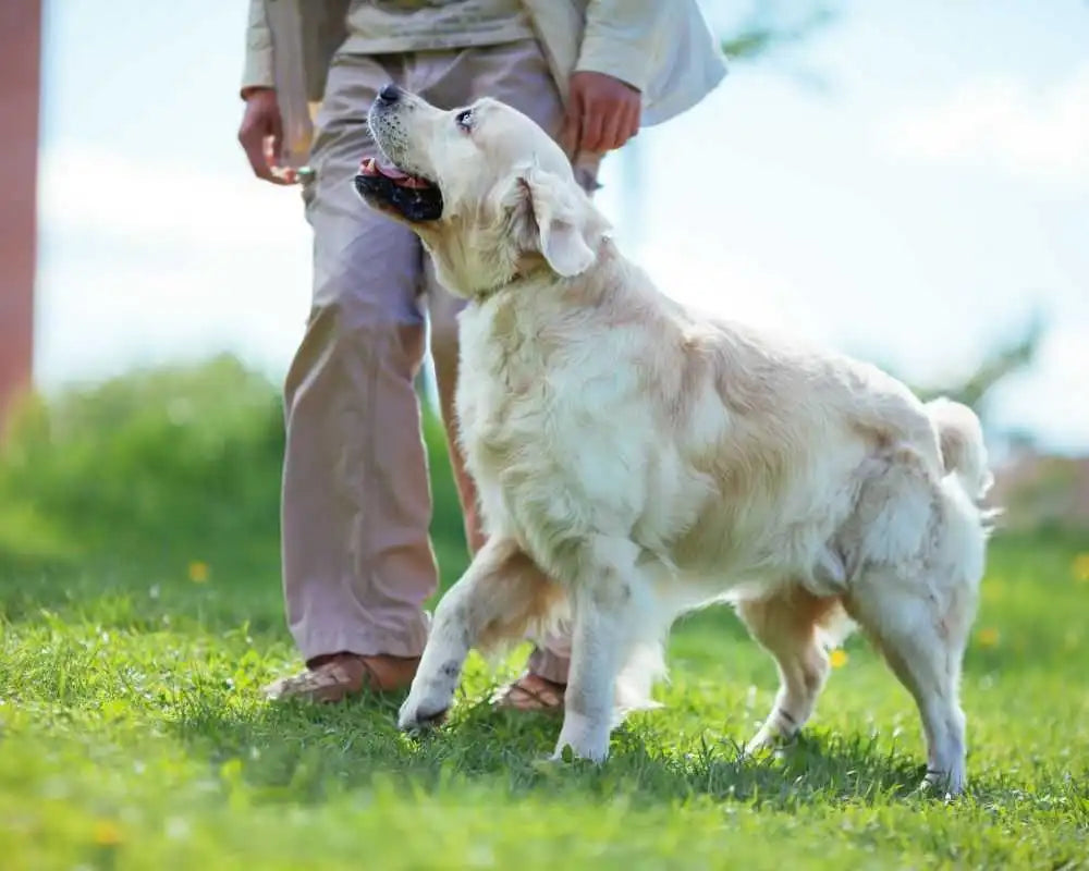 Why Does My Dog Follow Me Everywhere? – My-Petsible