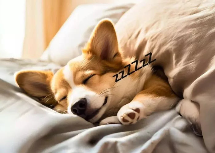 7 Hilarious Reasons Why Your Dog Snores | Snoring Solutions for Dogs ...