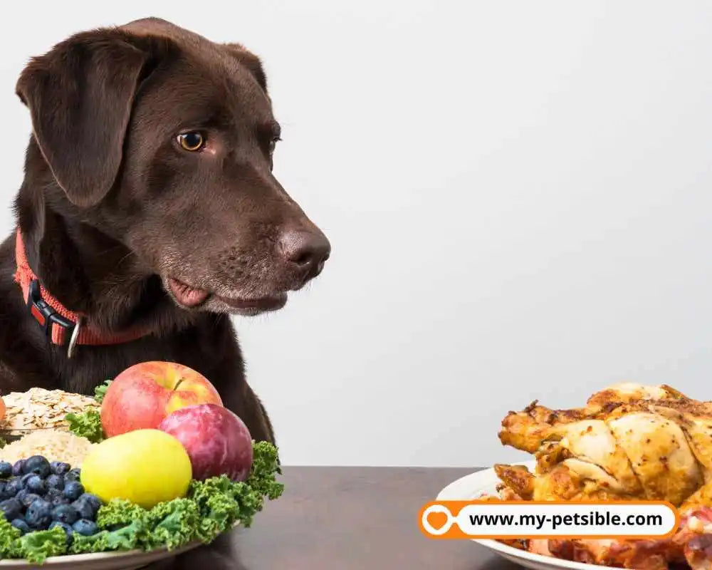 Dog Post-Meal Behavior: What It Means and Why It Happens – My-Petsible